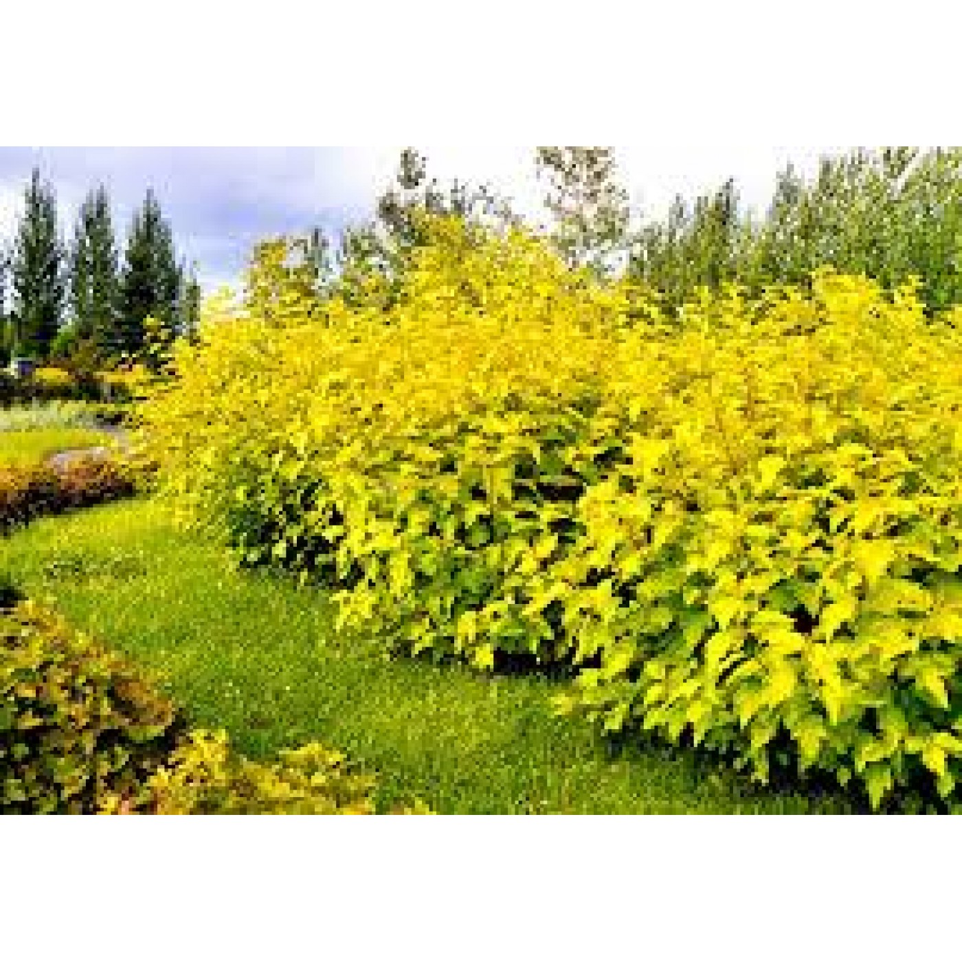 Пузыреплодник Дартс Голд (Dart’s Gold) C2 — купить в Минске | Larix.by