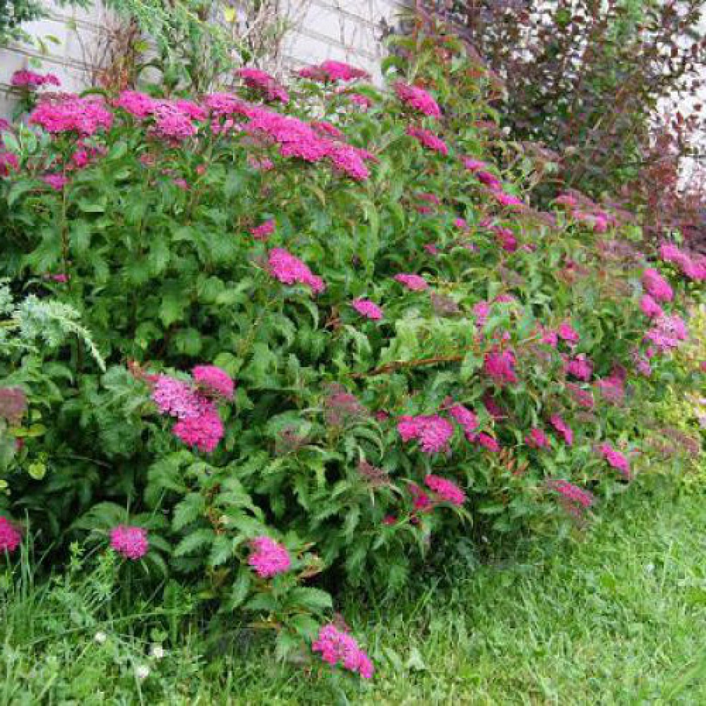 Спирея японская Crispa (Spiraea japonica) C2 — купить в Минске | Larix.by