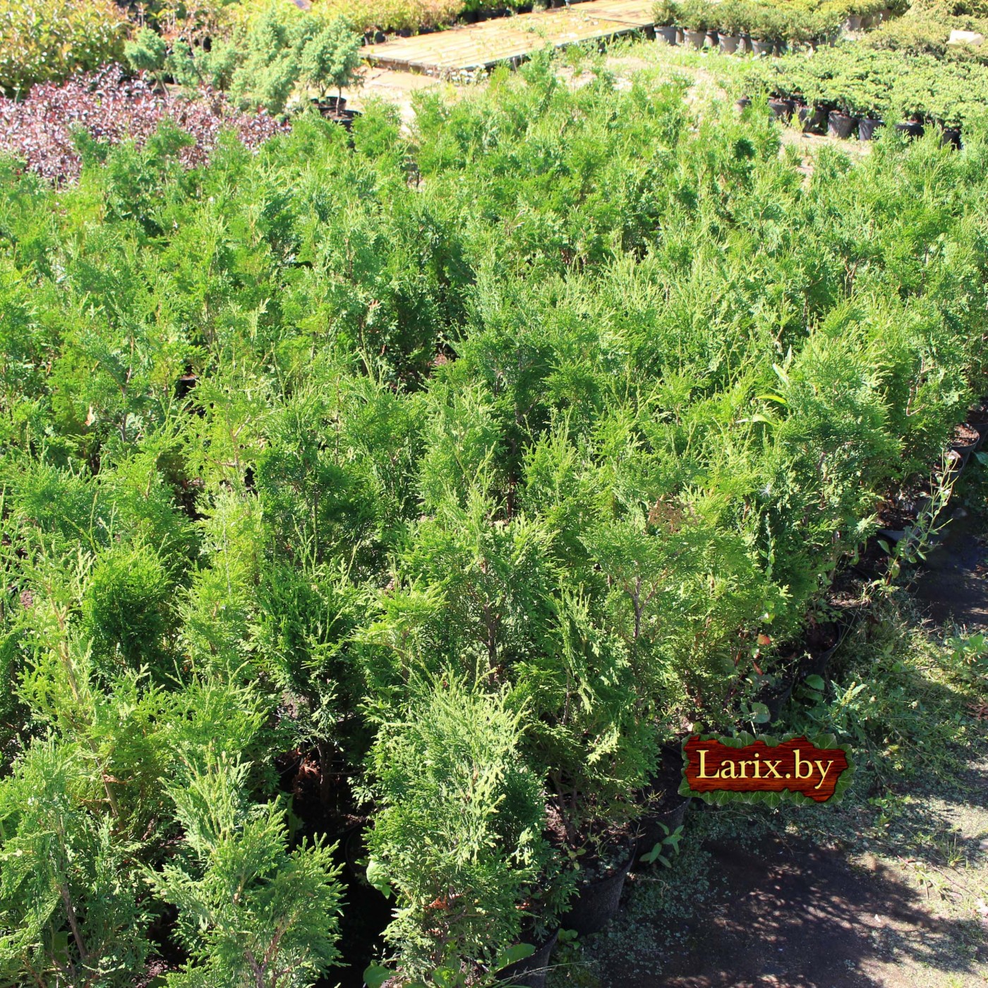 Туя западная Holmstrup (Thuja occidentalis) С3 — купить в Минске | Larix.by